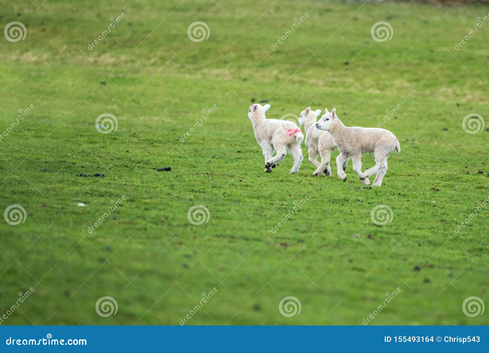Three Young Lambs Running Across a Field Stock Photo - Image of animal ...