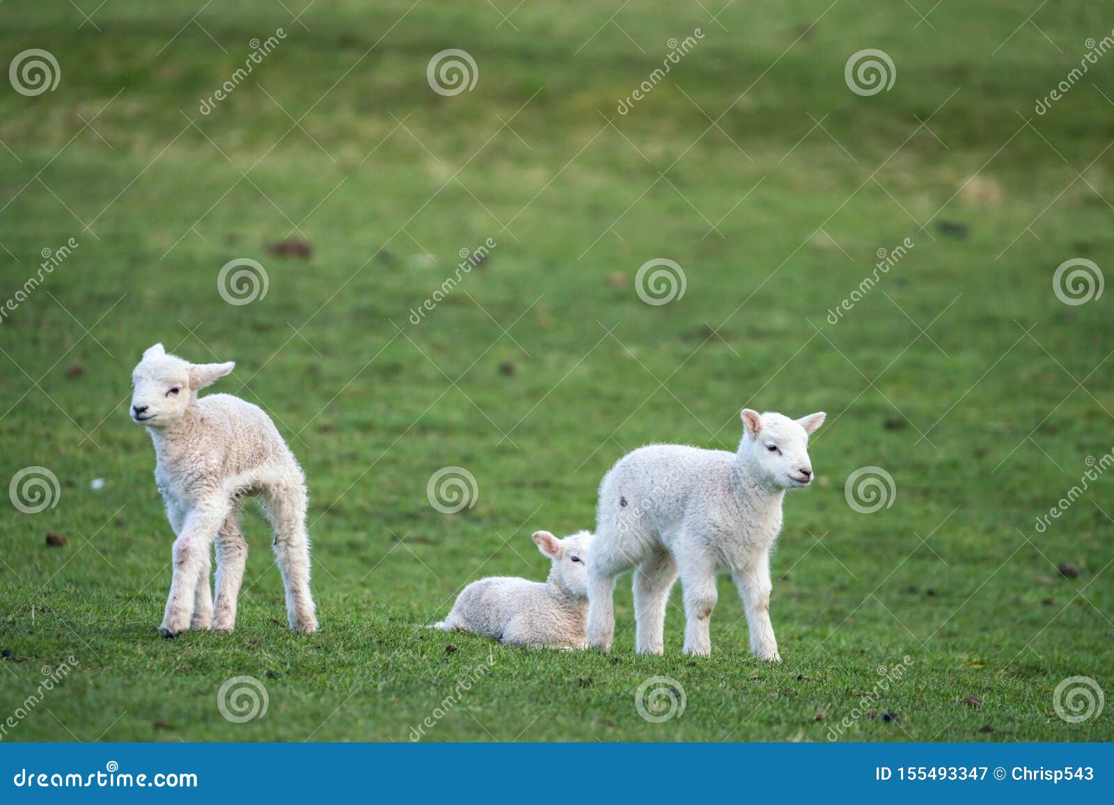 Three young lambs stock image. Image of gamboling, farmland - 155493347