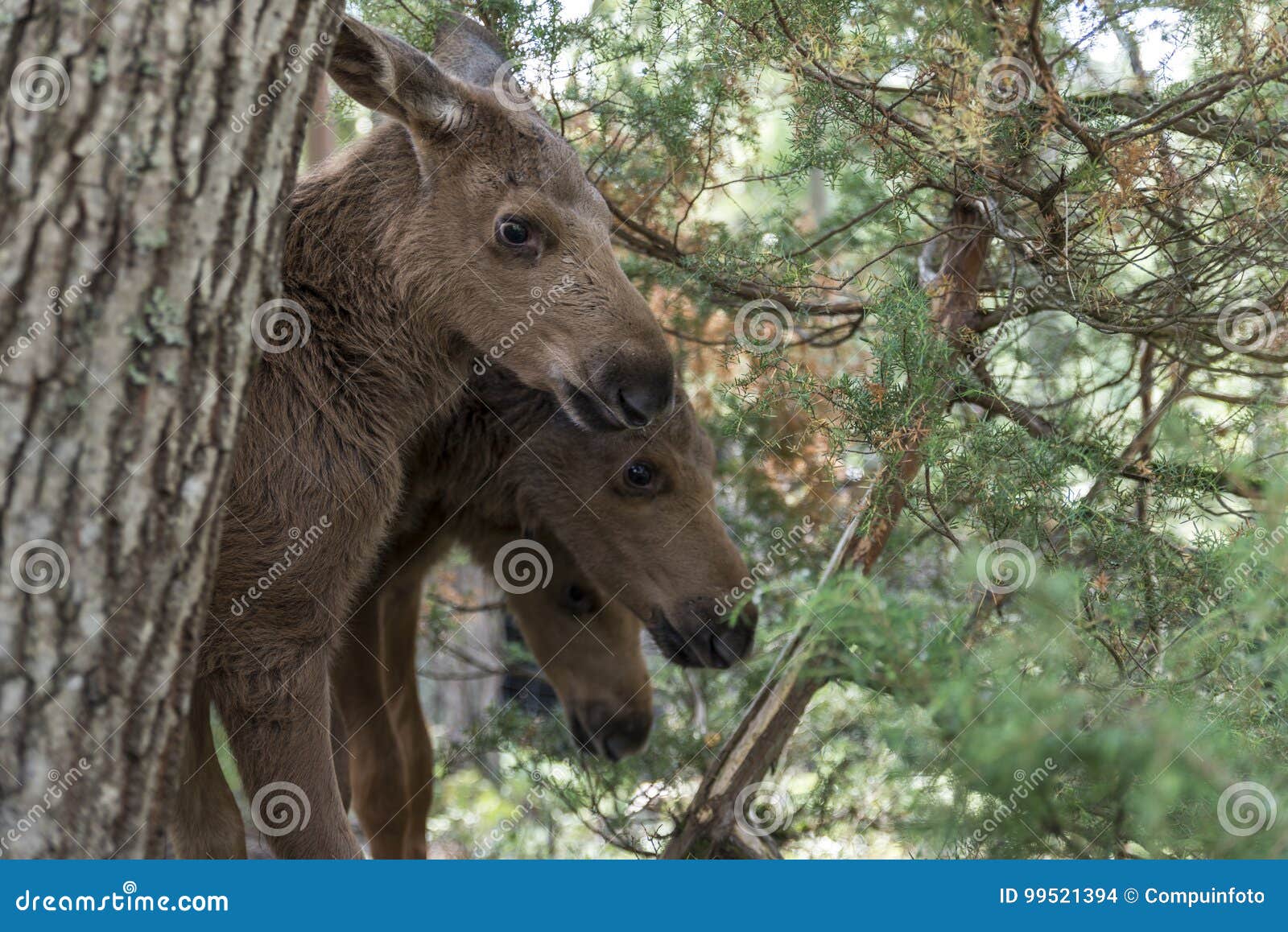 Three young moose in noray stock photo. Image of nature - 99521394