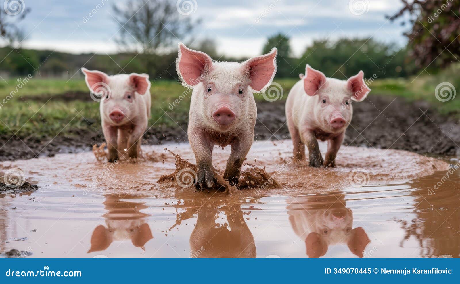 Three Young Pigs Playing in Muddy Field Stock Illustration ...