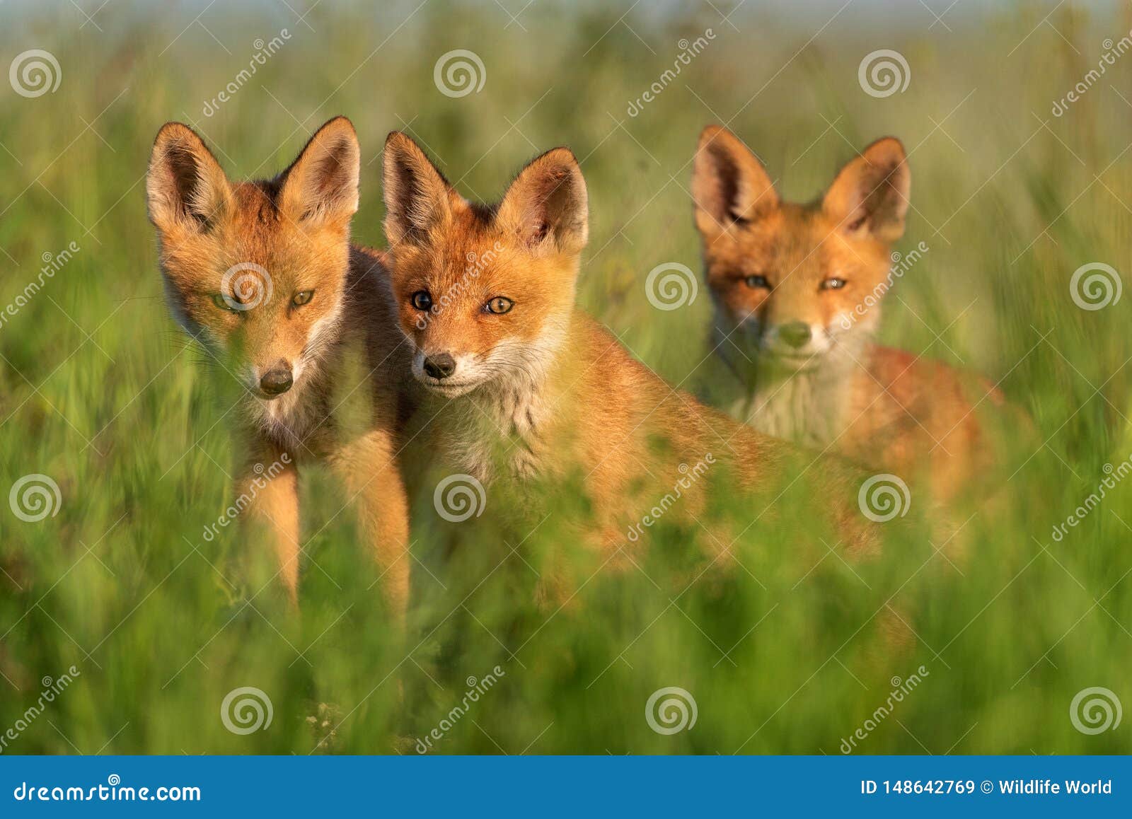 Three Young Red Foxes in Grass on a Beautiful Light Stock Image - Image ...