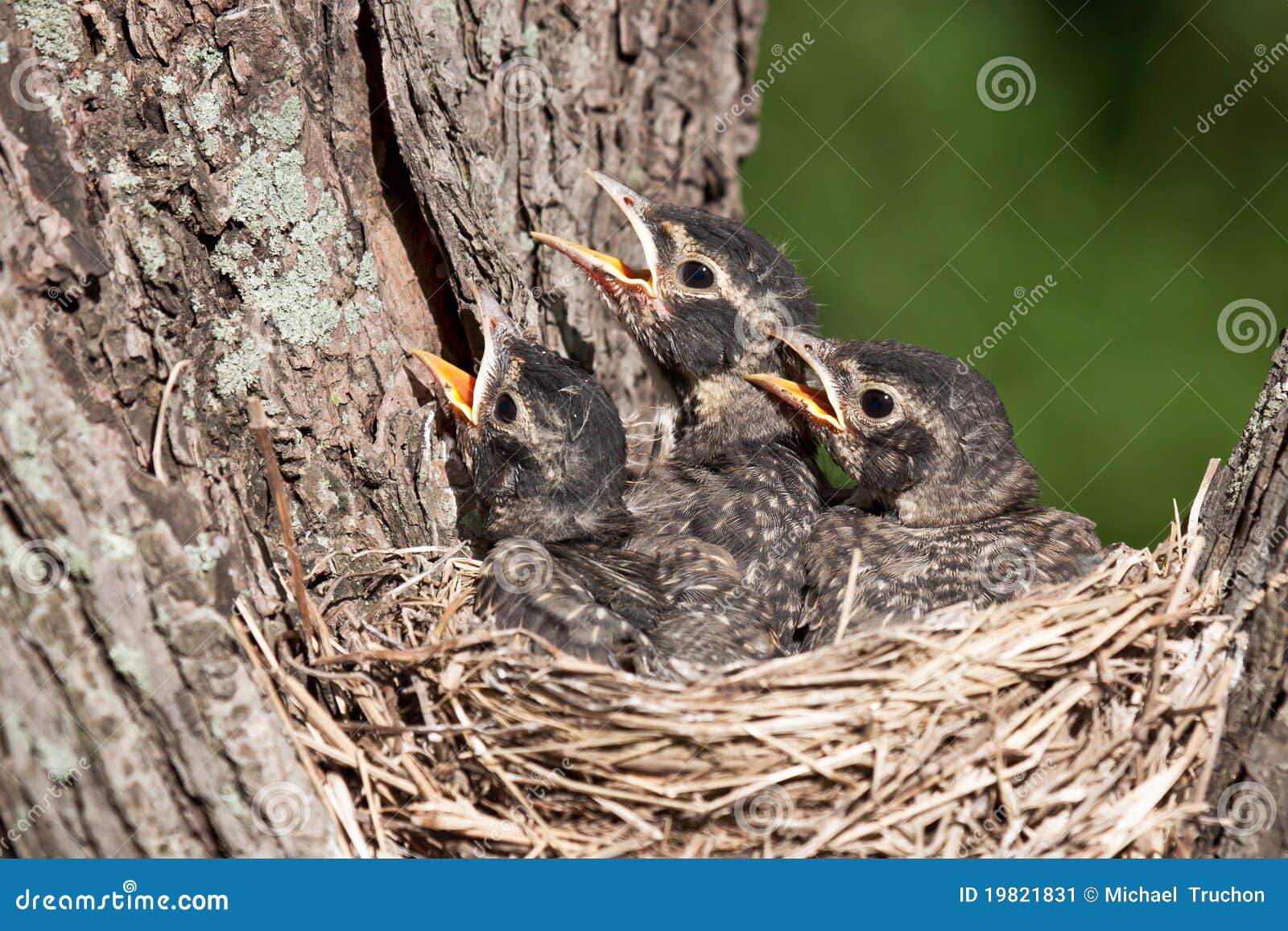 Three Young Robins Cry in with Hunger Pain Stock Image - Image of home ...