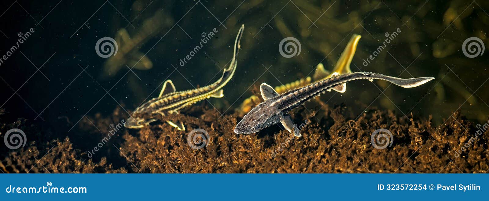 Three Young Russian Sturgeon Stock Photo - Image of accipenser, bottom ...