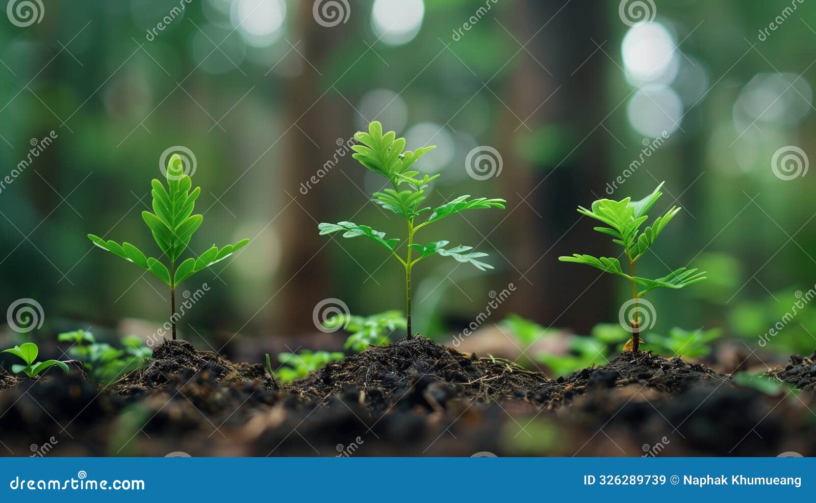 Three Young Saplings Emerging from Rich Soil in the Soft Light of a ...
