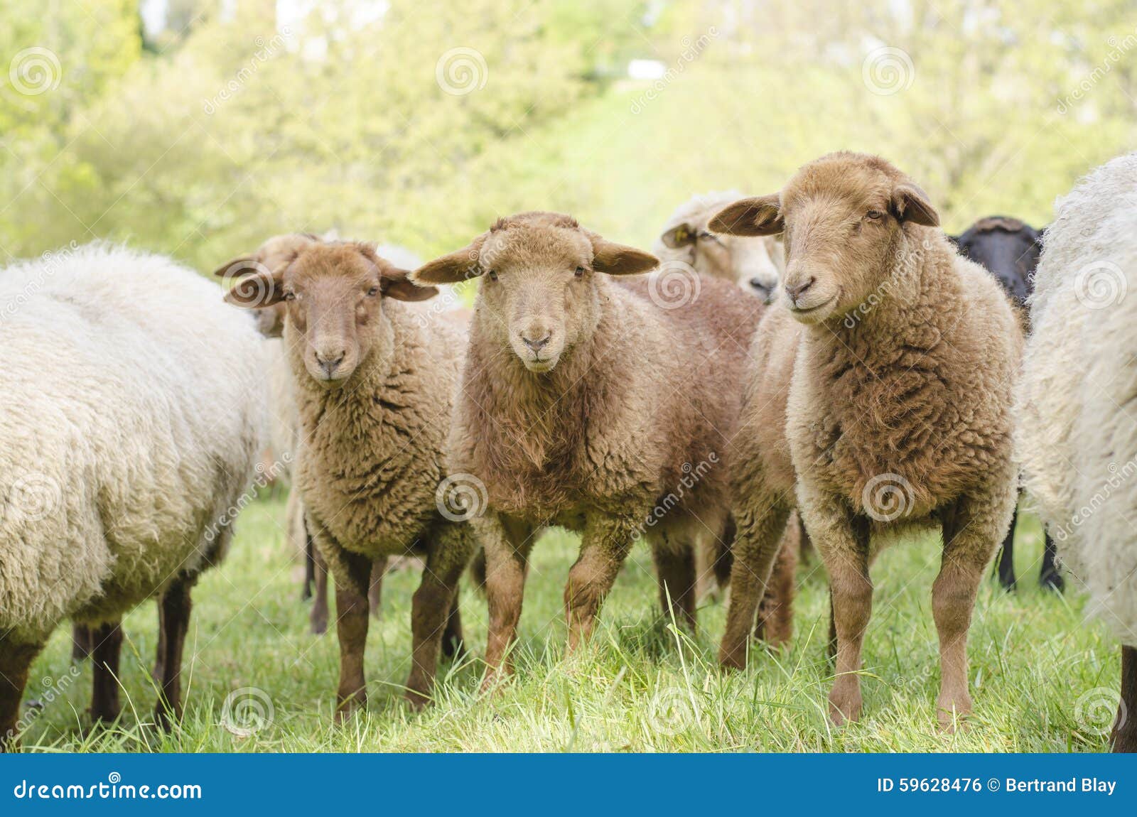 Three Young Sheep stock photo. Image of pasture, meat - 59628476