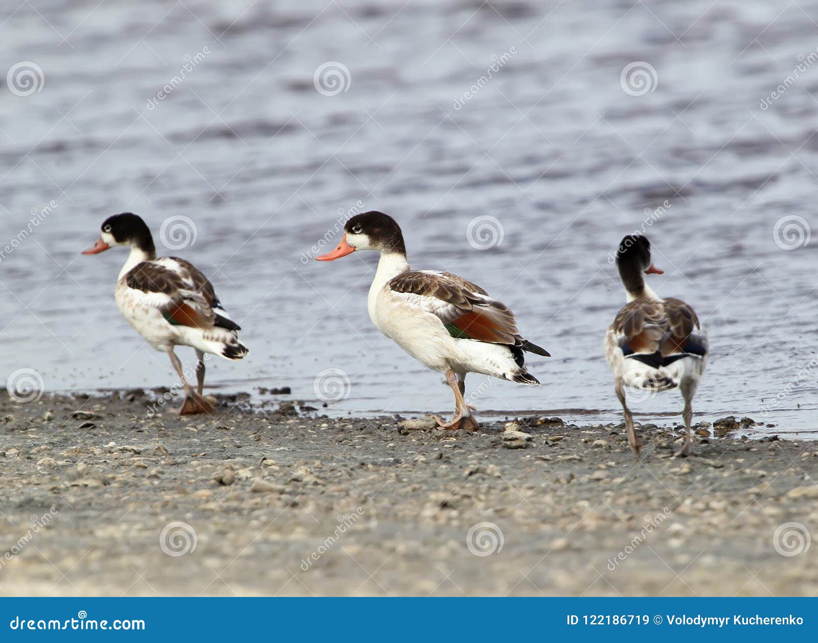 Three young shelduck stock image. Image of marsh, wild - 122186719