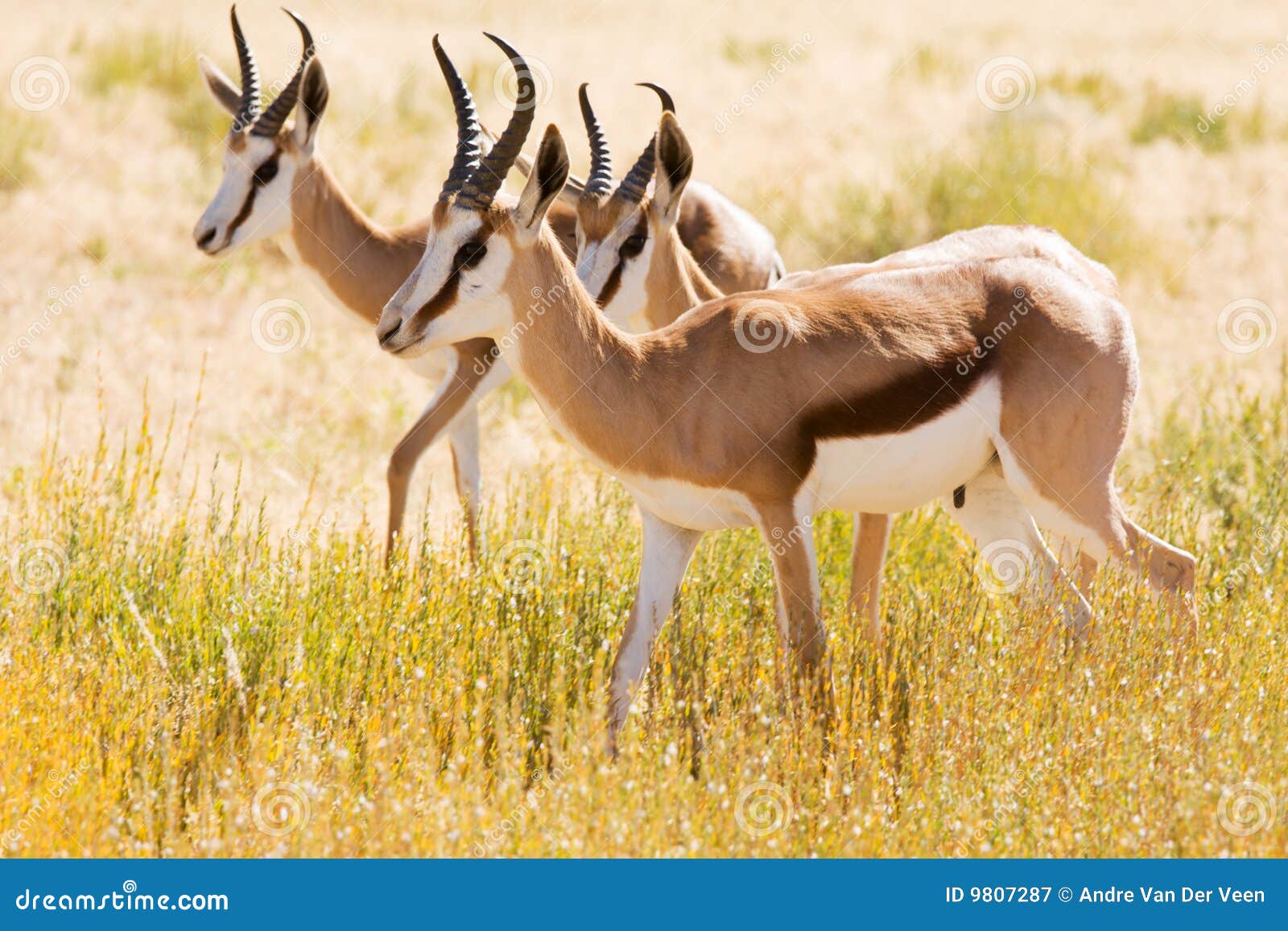 Three Young Springbok in the Kalahari Desert Stock Image - Image of ...