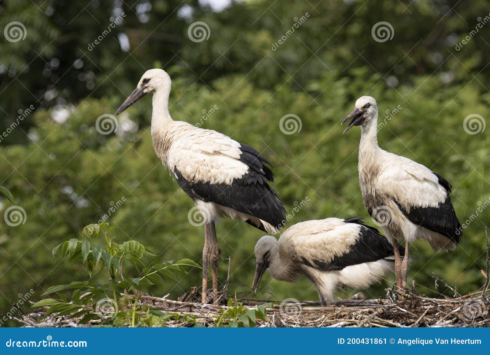 Three young Storks at nest stock image. Image of ciconia - 200431861