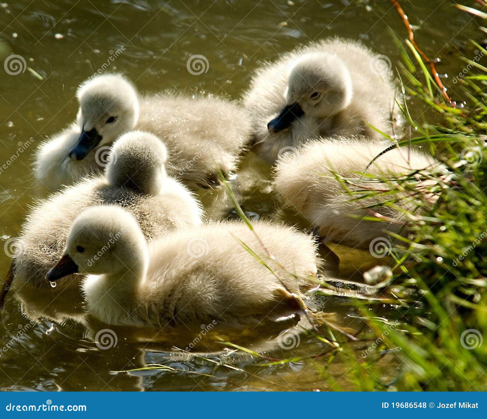 Three young swans stock photo. Image of beak, nature - 19686548