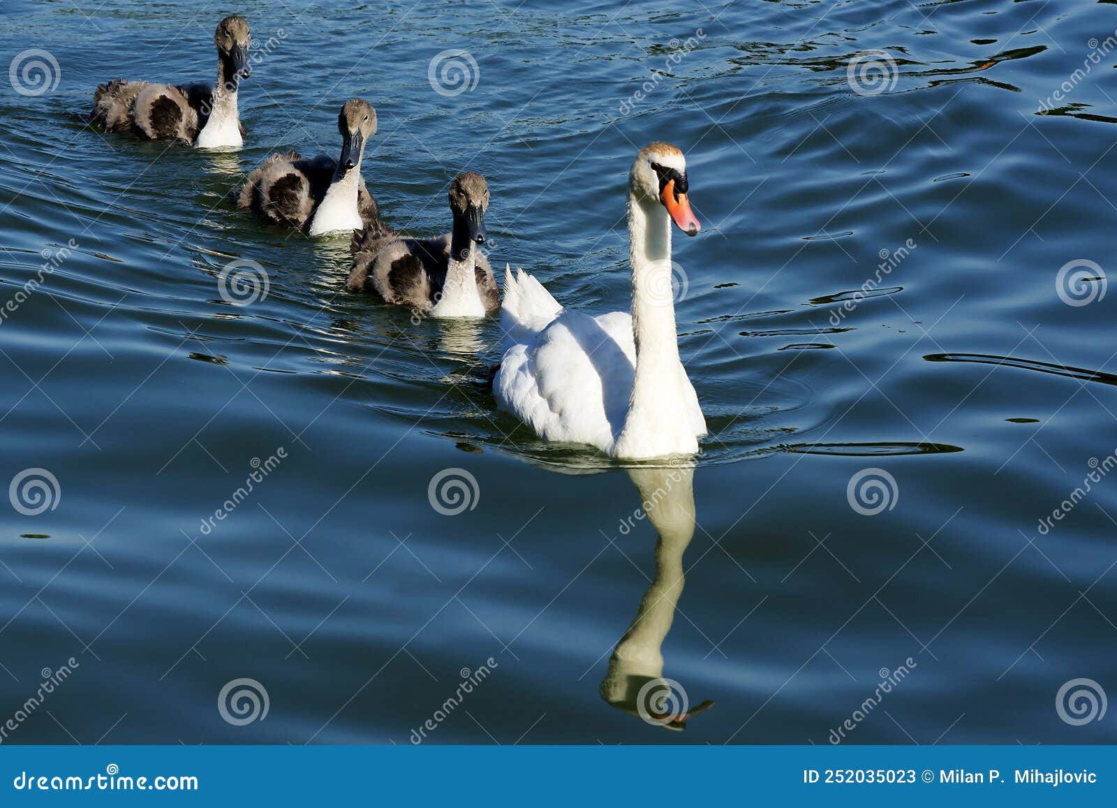 Three young swans stock image. Image of season, animal - 252035023