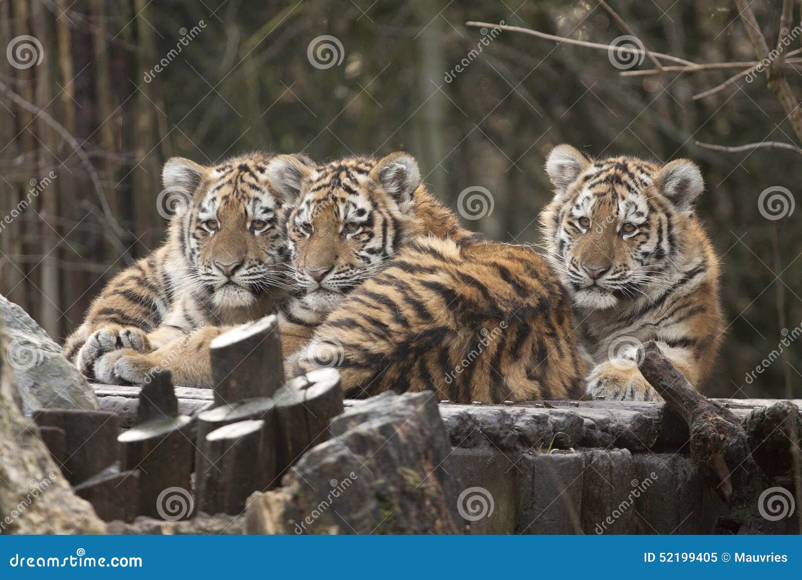 Three young tigers stock image. Image of forest, horizontal - 52199405