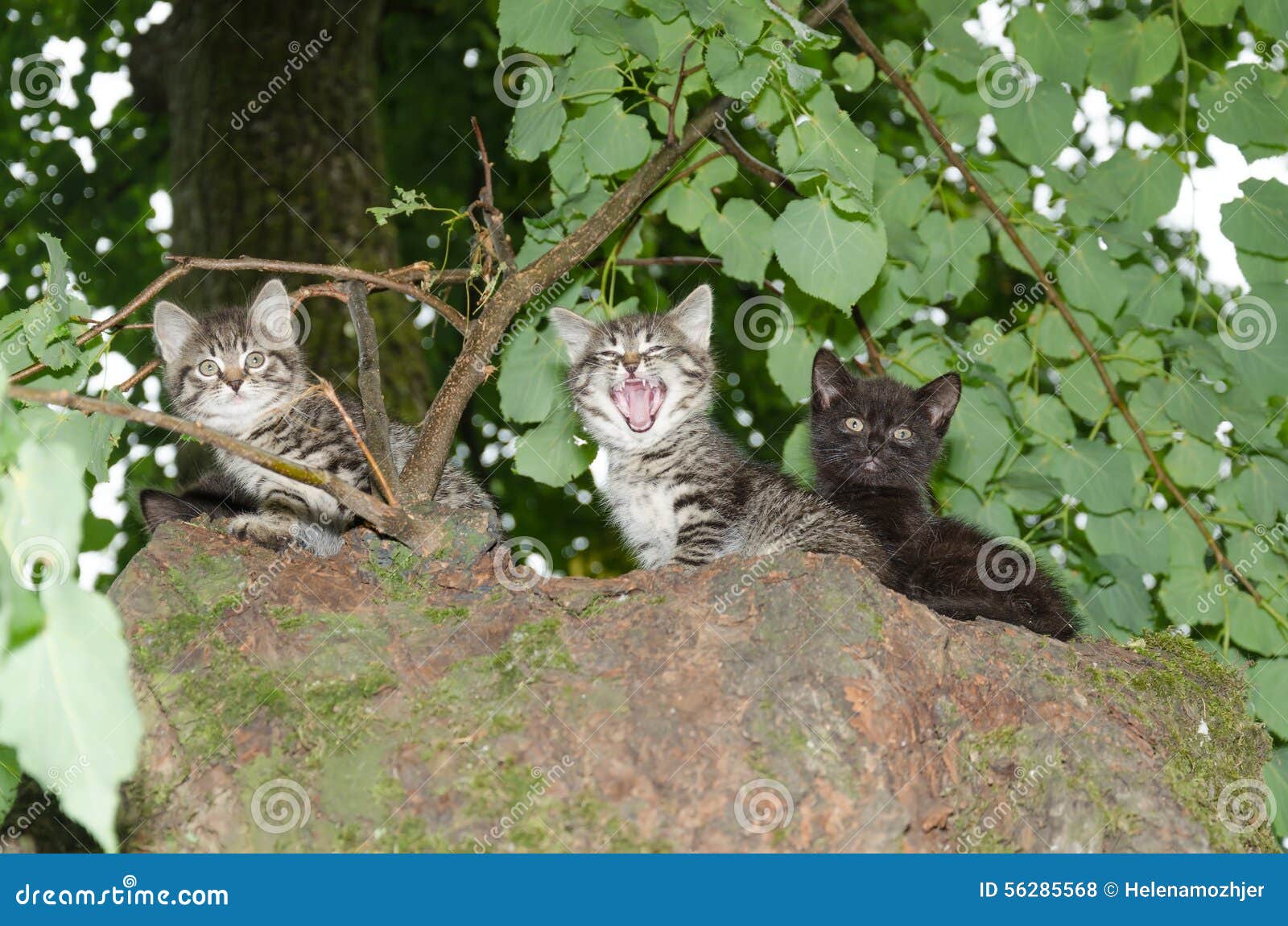 Three young wild cats stock photo. Image of kitten, animal - 56285568