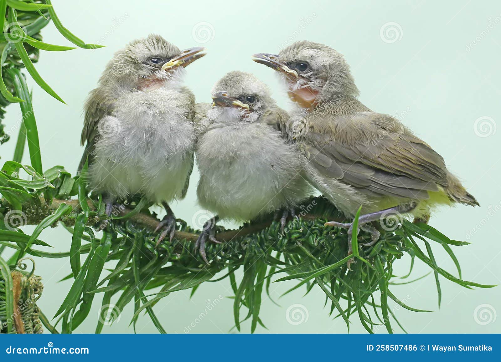 Three Young Yellow Vented Bulbs are Perching in a Bush. Stock Photo ...