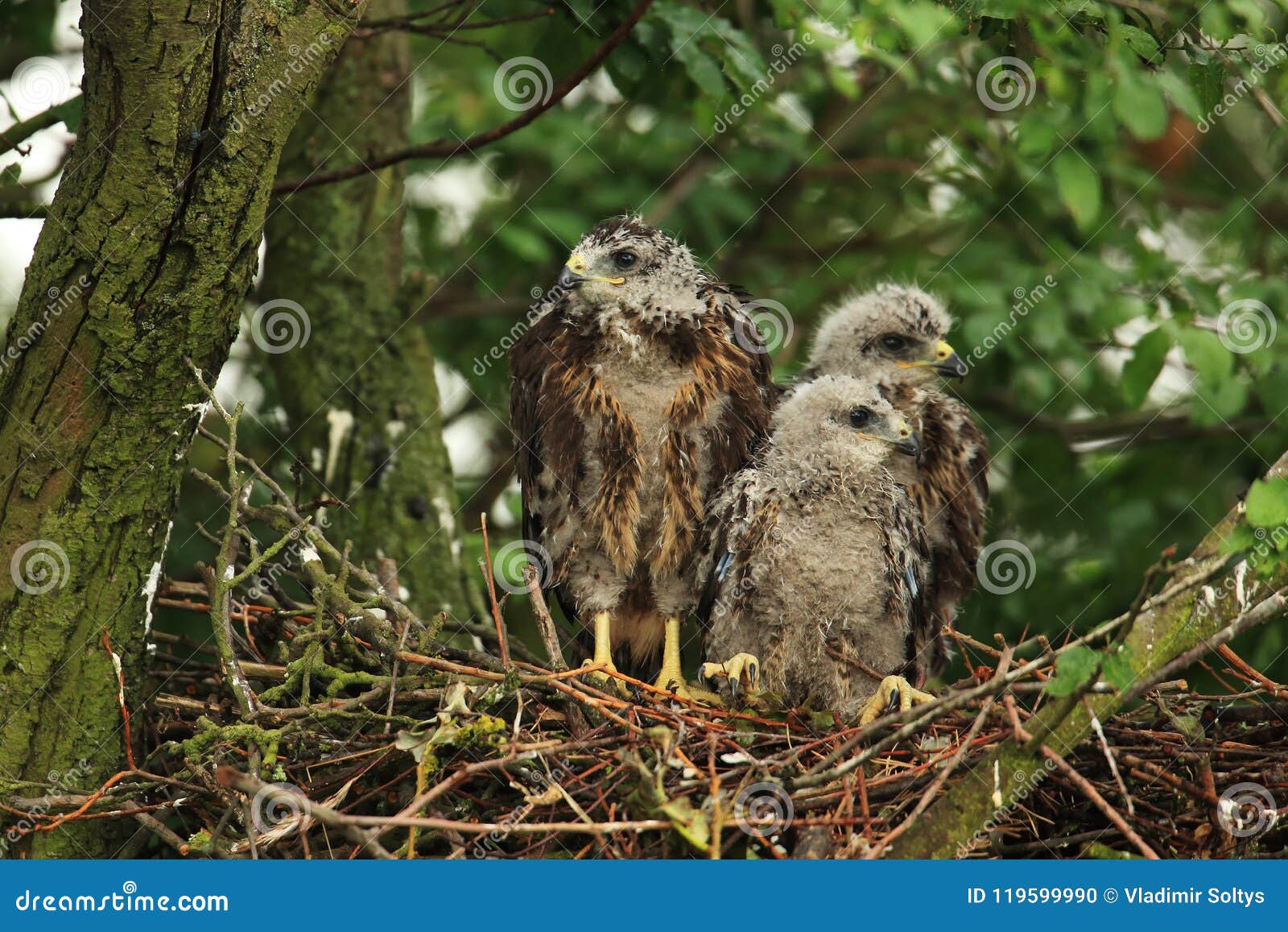 Three Youngs Buzzards on the Nest Stock Photo - Image of female ...