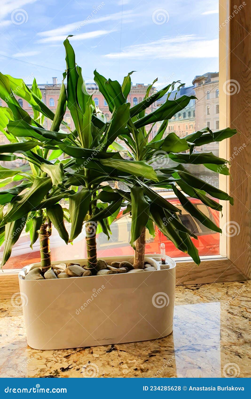 Three Yucca Plants in One Pot on Windowsill of Restaurant. Front View ...