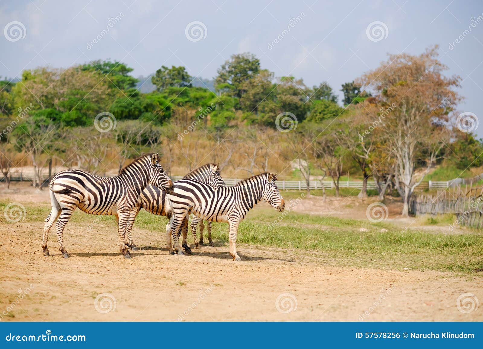 Three zebra stock photo. Image of wide, jockey, goat - 57578256