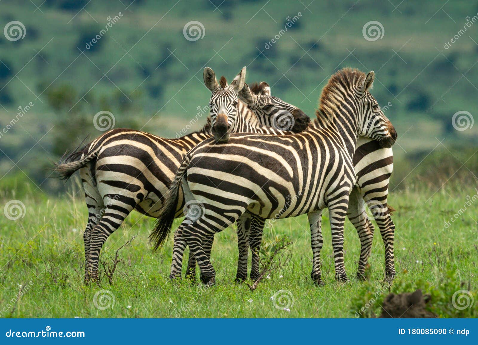 Three Zebra Stand Resting on Each Other Stock Photo - Image of tanzania ...