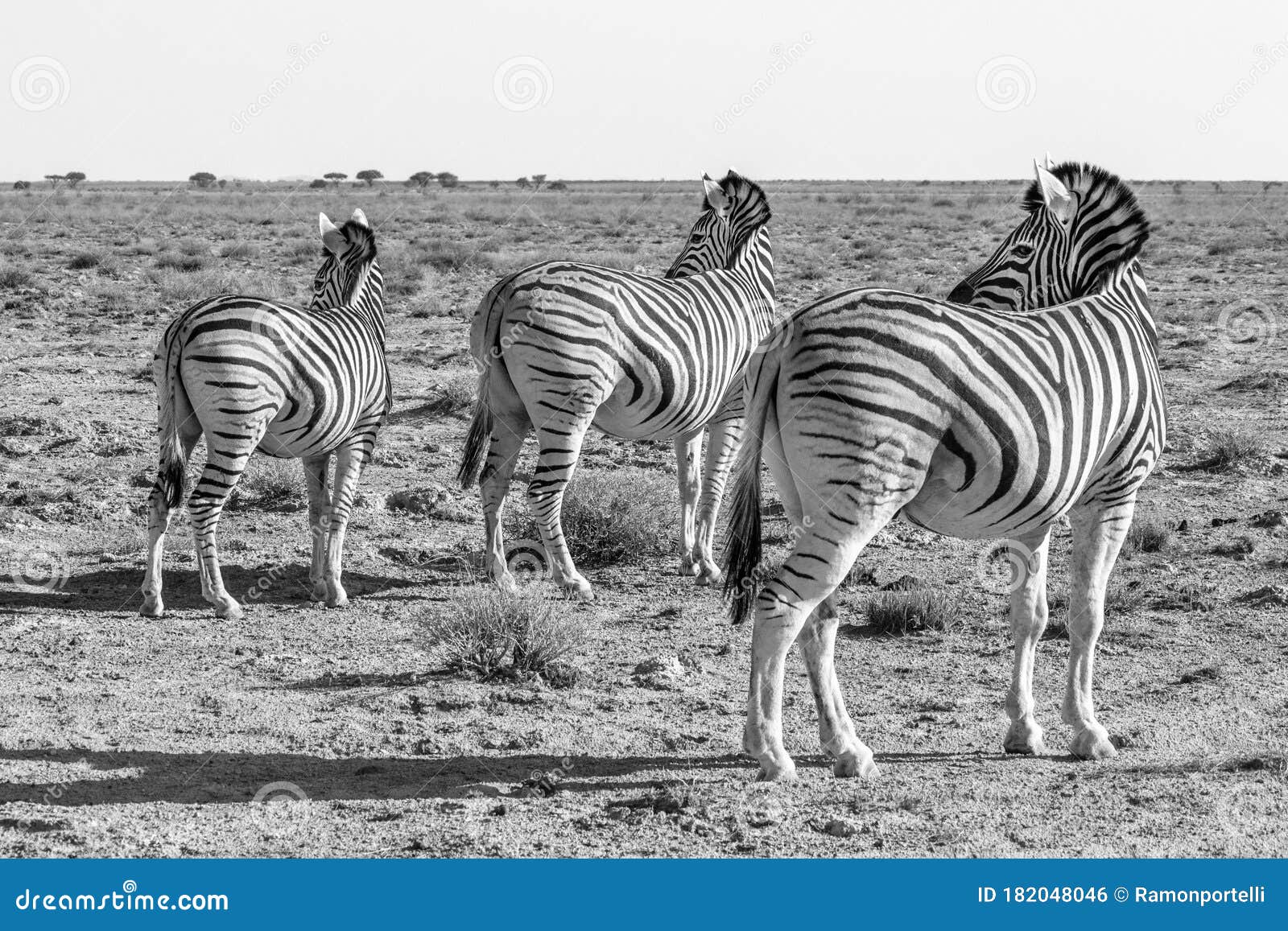 Three Zebra Turn and Face the Same Direction in Etosha National Park ...