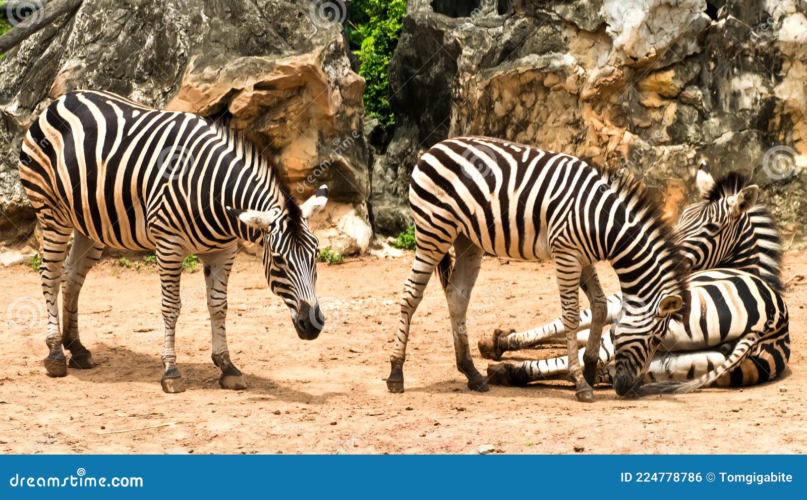 Three zebra stock photo. Image of safari, friendship - 224778786