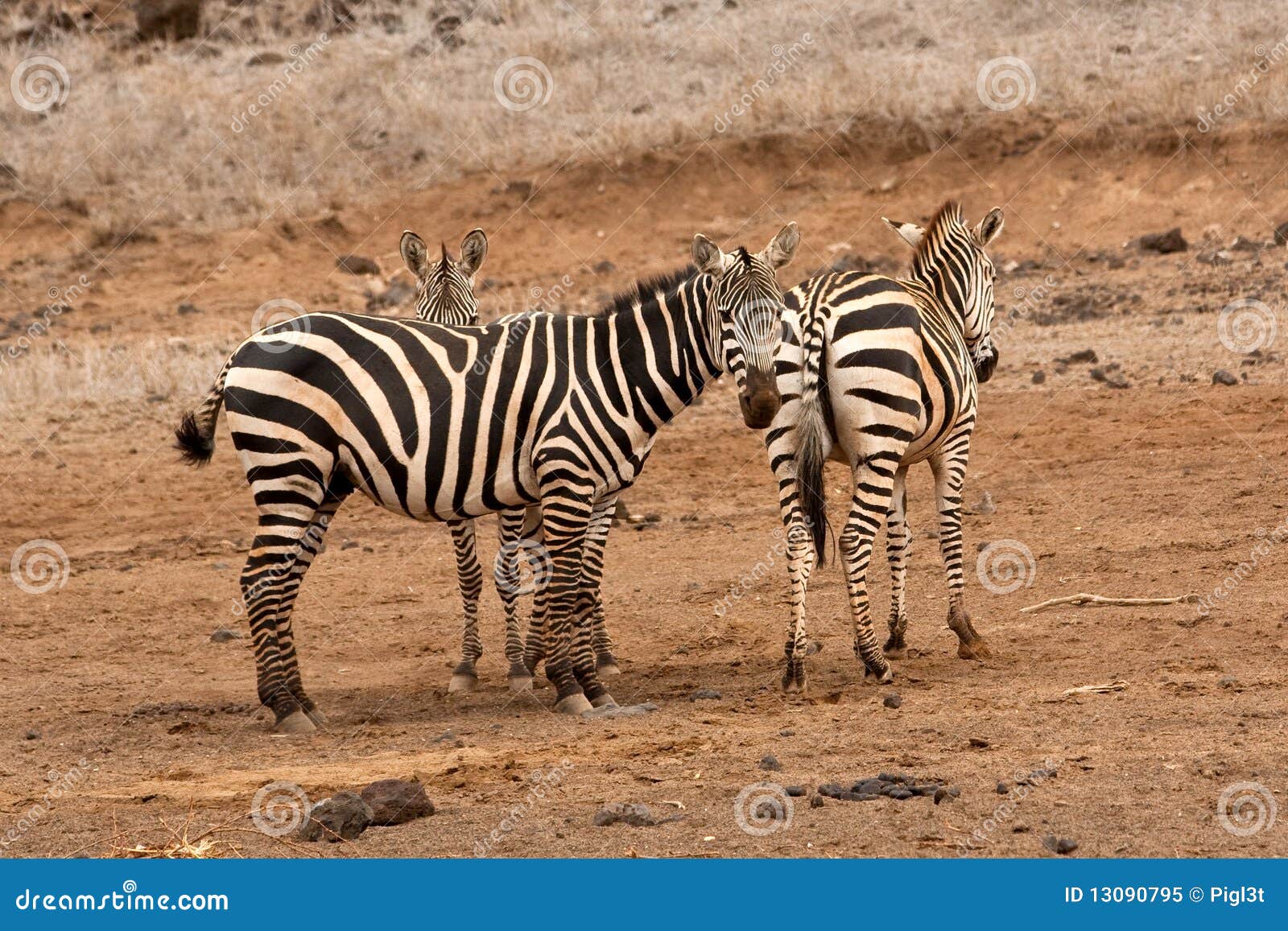 Three Zebras stock image. Image of background, herding - 13090795