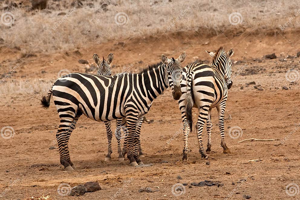 Three Zebras stock image. Image of background, herding - 13090795