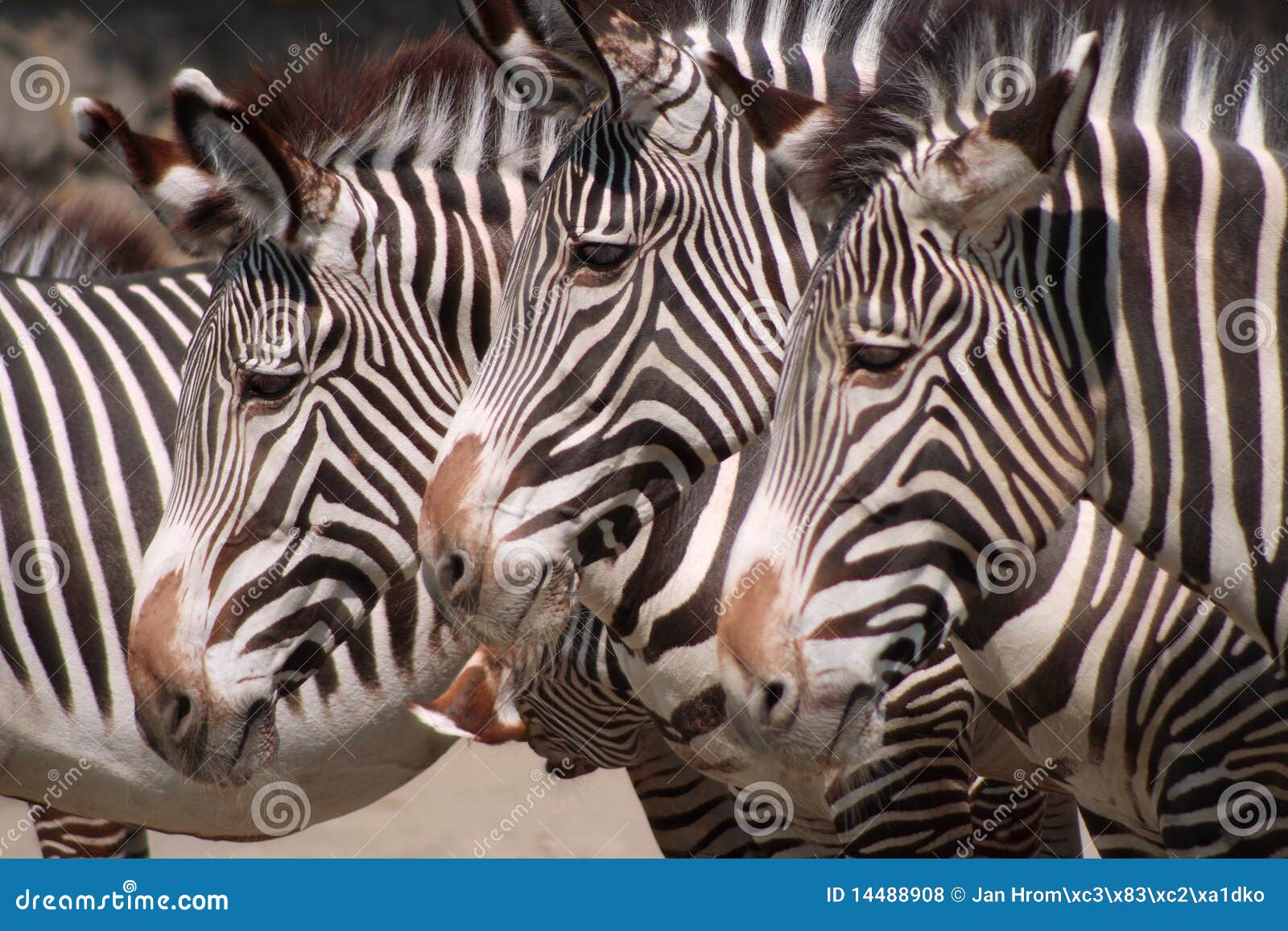 Three Zebras stock photo. Image of head, black, stripes - 14488908