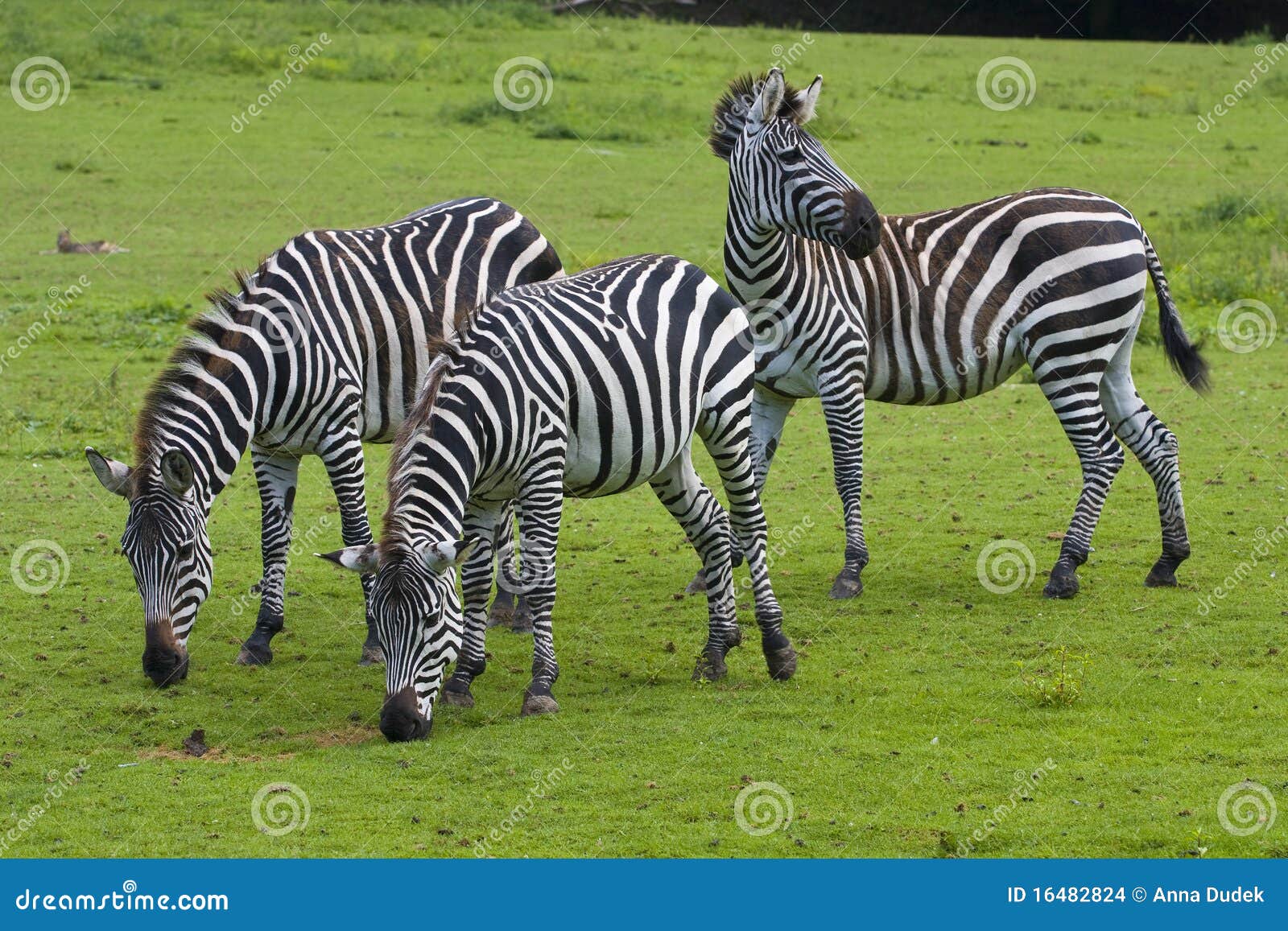 Three zebras stock photo. Image of nature, group, hair - 16482824