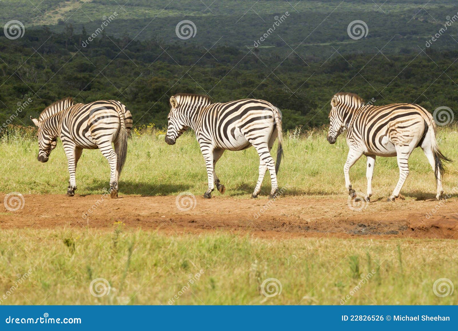 Three Zebras stock photo. Image of lines, grass, animal - 22826526