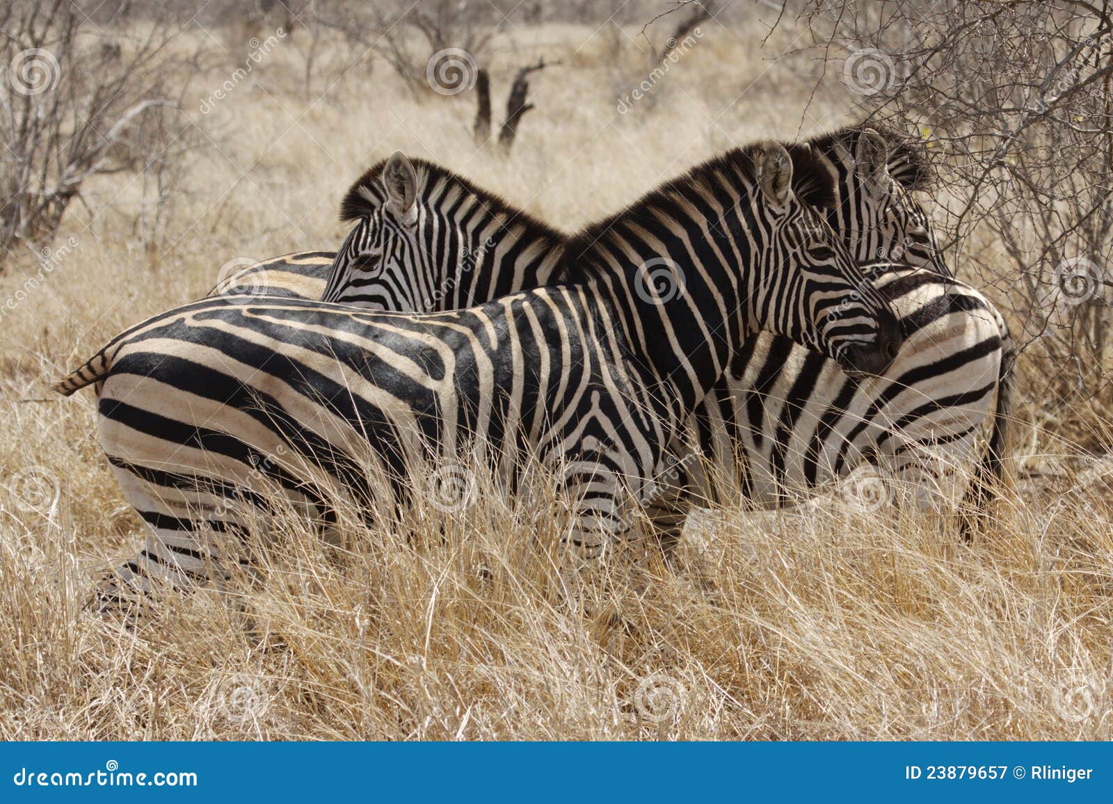 Three Zebras stock image. Image of kruger, white, wildlife - 23879657