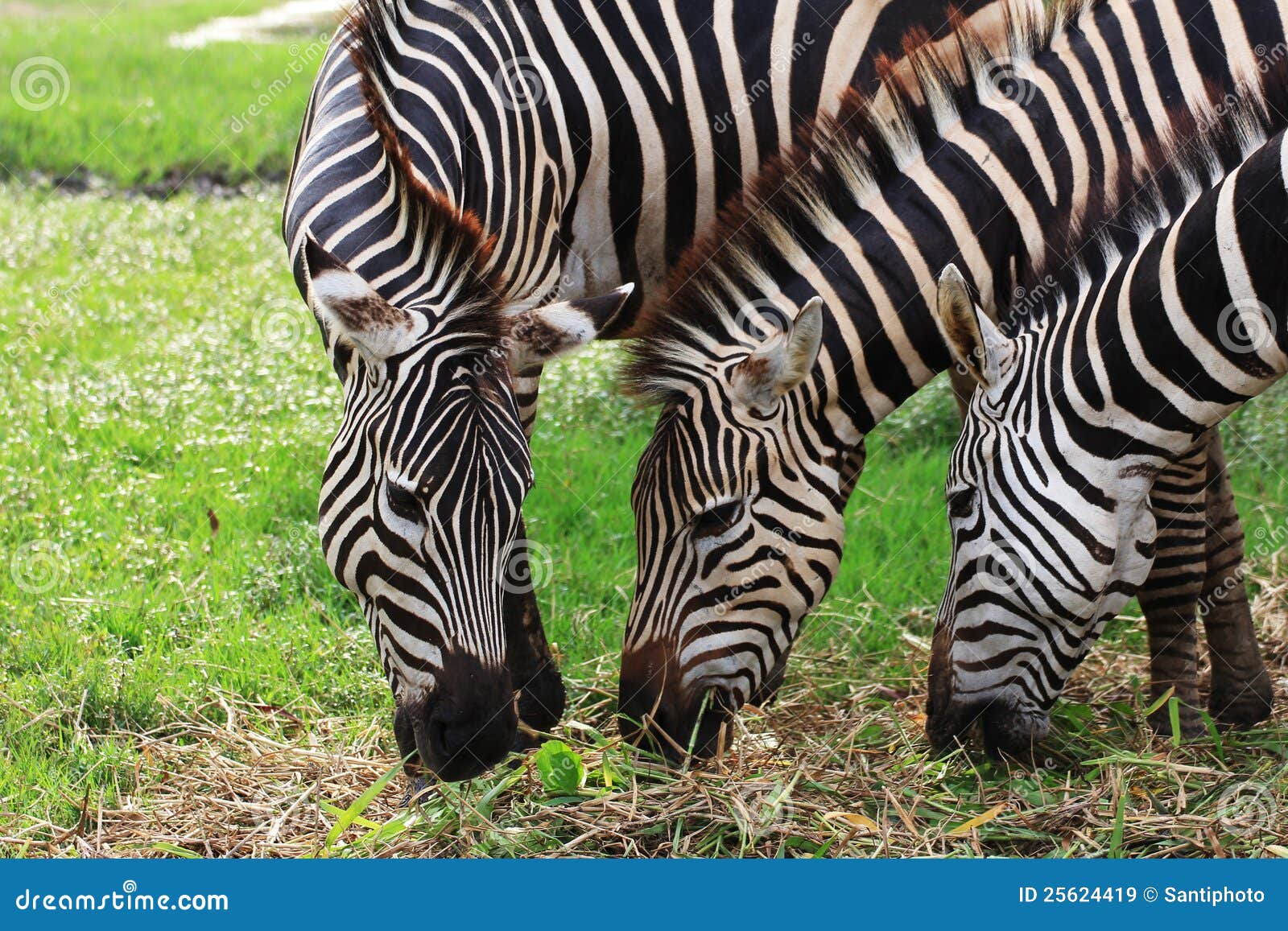 Three zebras stock image. Image of crater, hooves, grazing - 25624419
