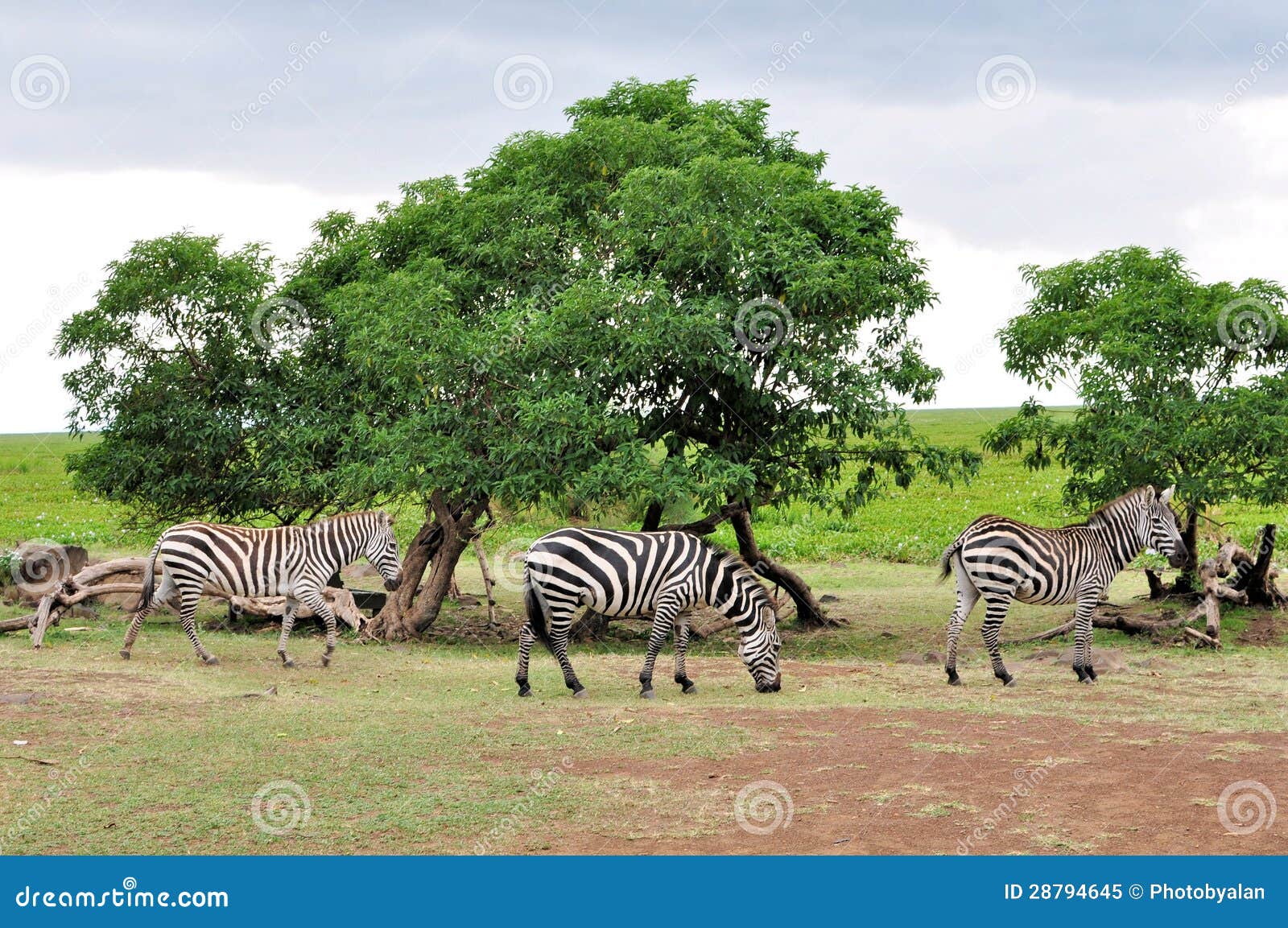 Three Zebras stock image. Image of animal, white, strips - 28794645