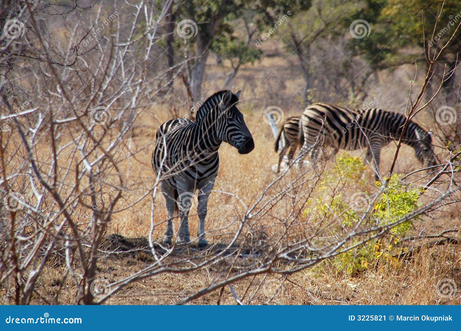 Three Zebras stock image. Image of pattern, animal, three - 3225821
