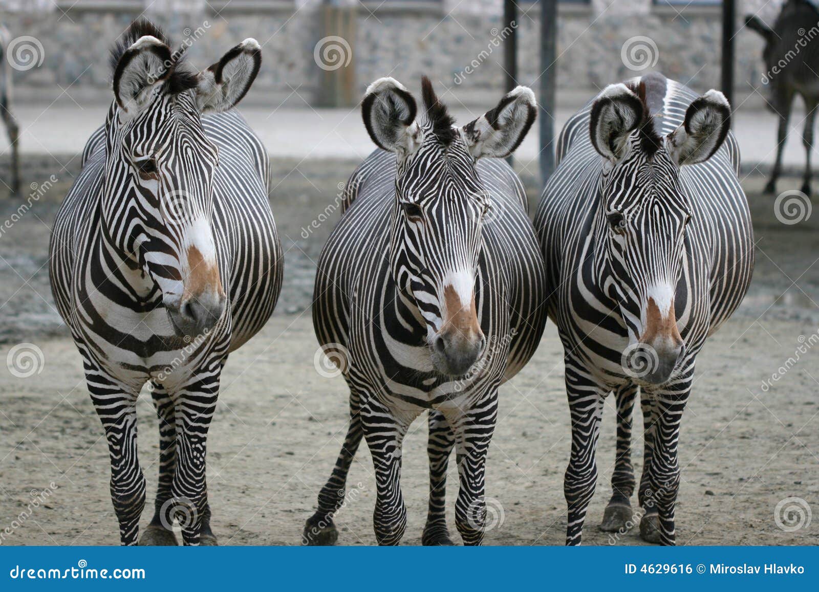 Three zebras stock photo. Image of animal, mammal, african - 4629616