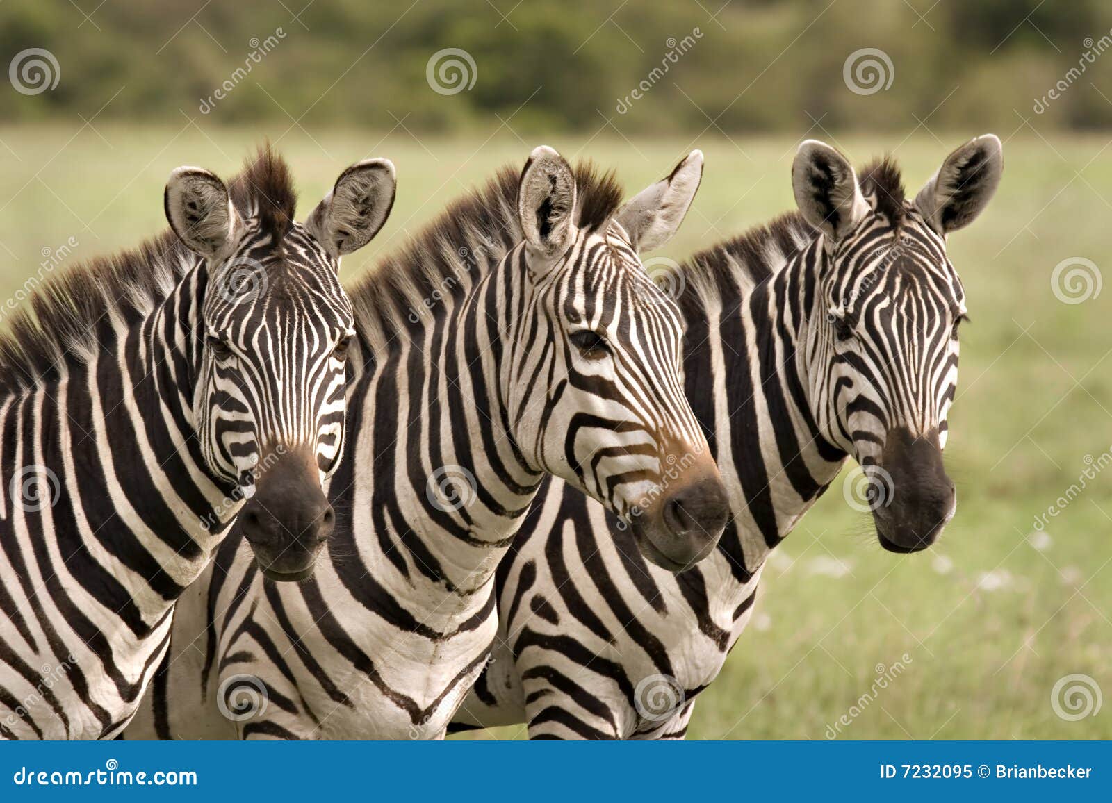 Three zebras stock image. Image of animal, burchell, green - 7232095