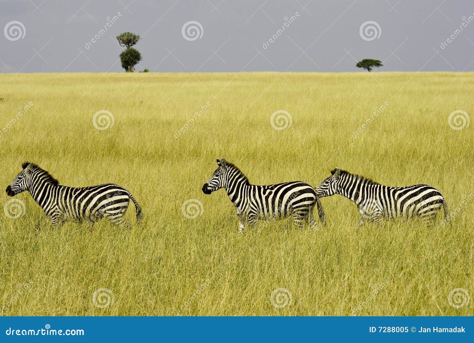 Three zebras stock image. Image of masai, national, black - 7288005