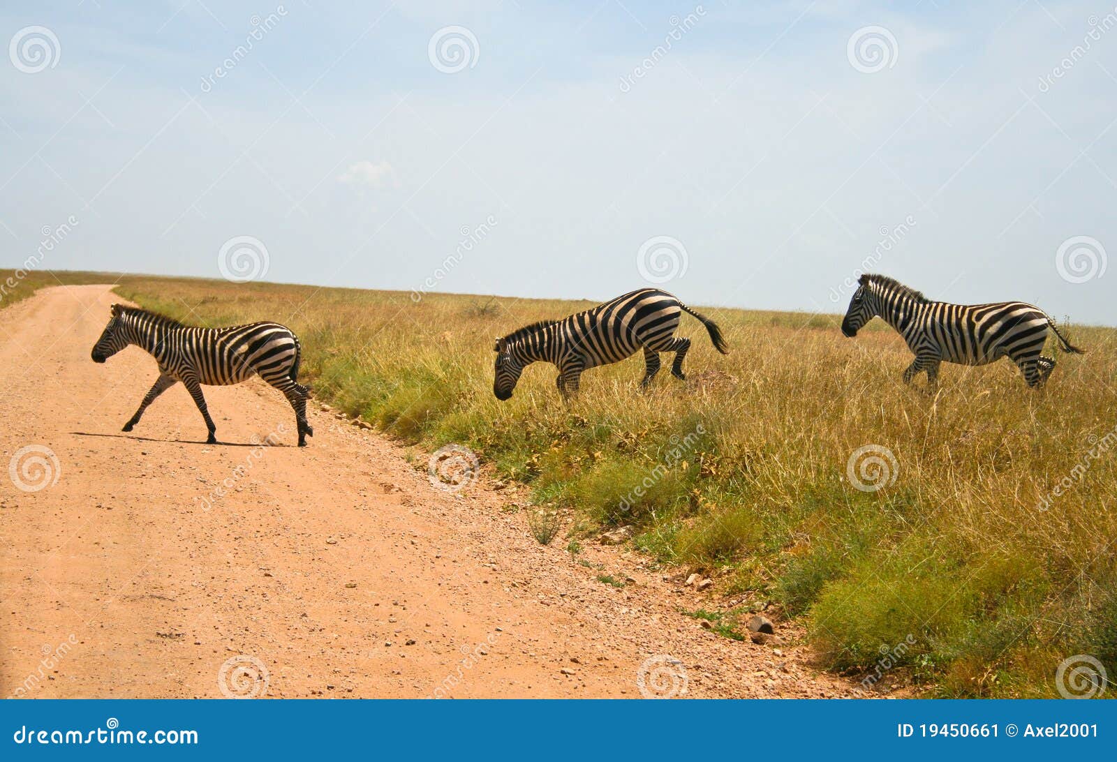 Three Zebras Crossing Road in Serengeti Stock Image - Image of wildlife ...