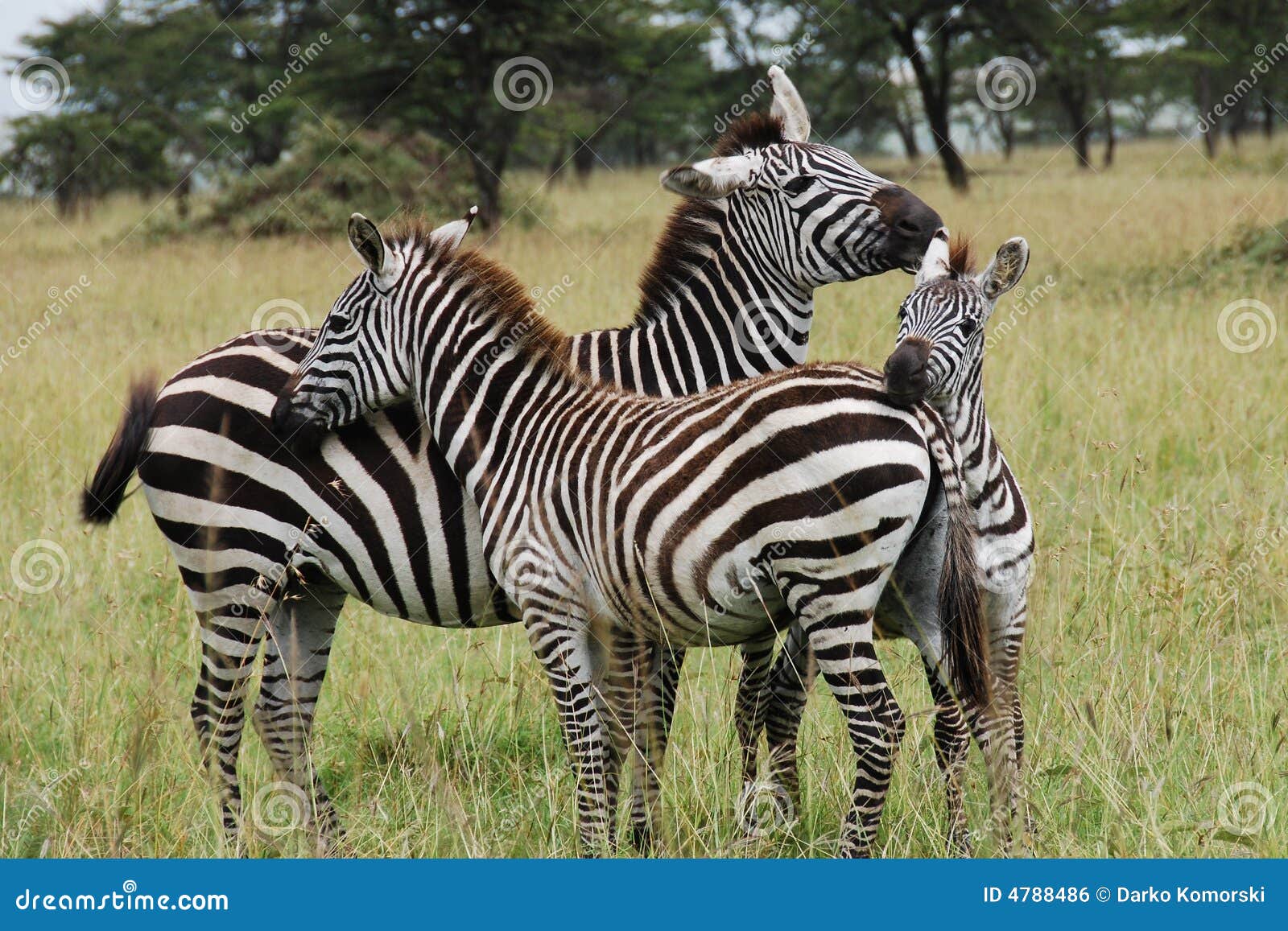 Three zebras cuddling stock photo. Image of african, savanna - 4788486