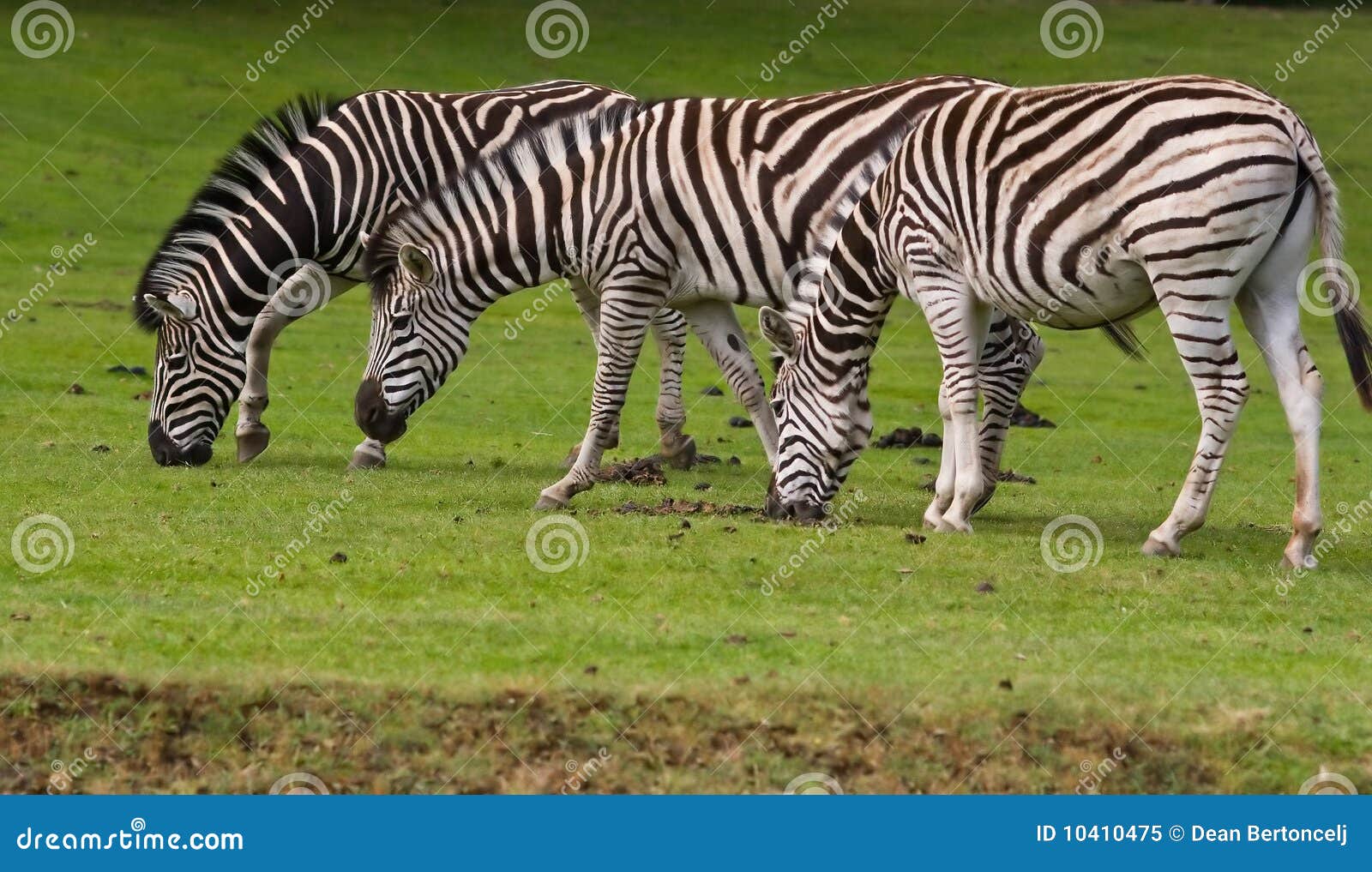 Three zebras eating stock image. Image of dinner, mammal - 10410475