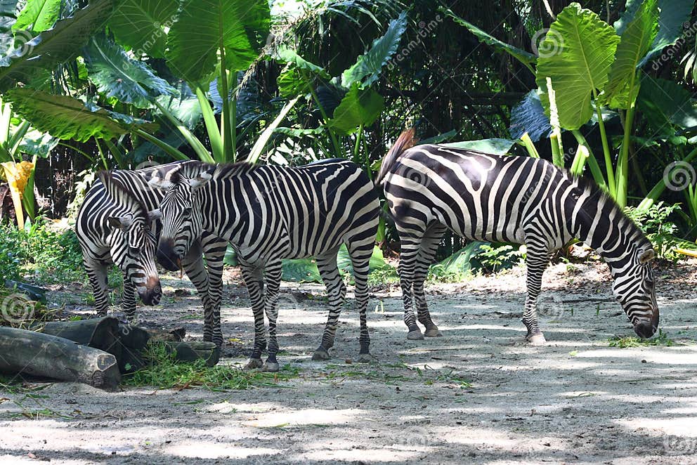 Three Zebras Eating stock photo. Image of baby, zebras - 14173908