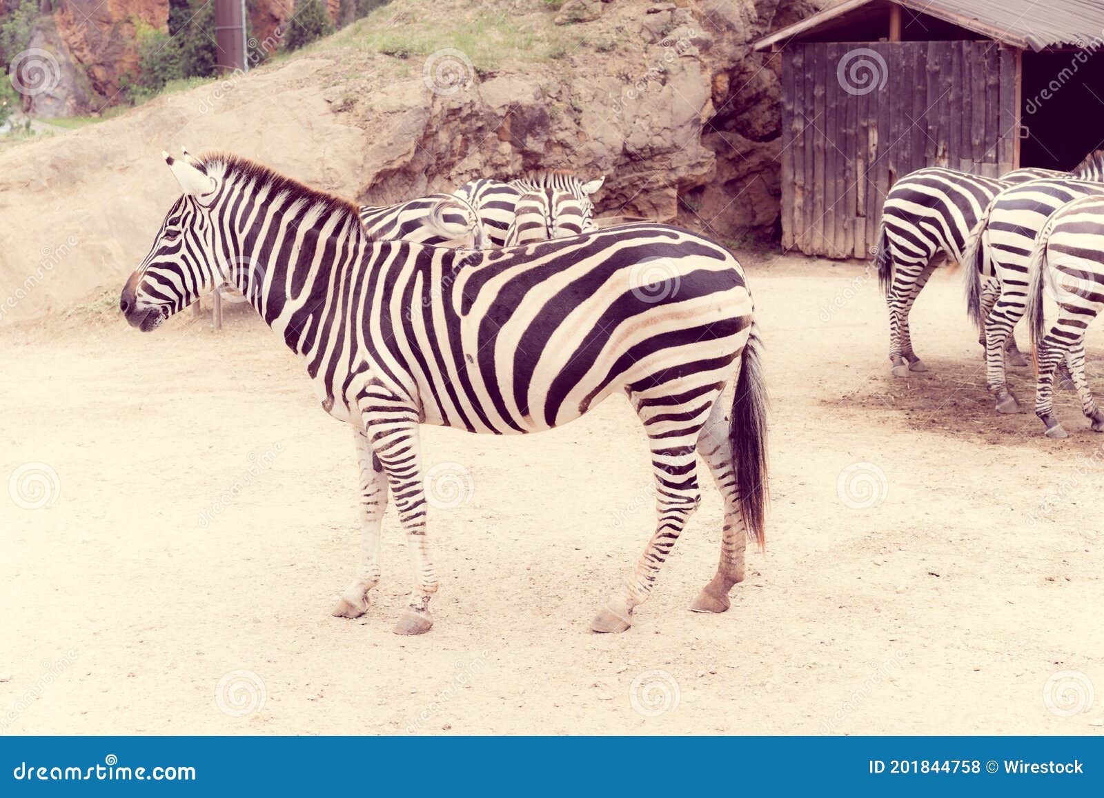 Zebras eating hay in a zoo stock photo. Image of daylight - 201844758