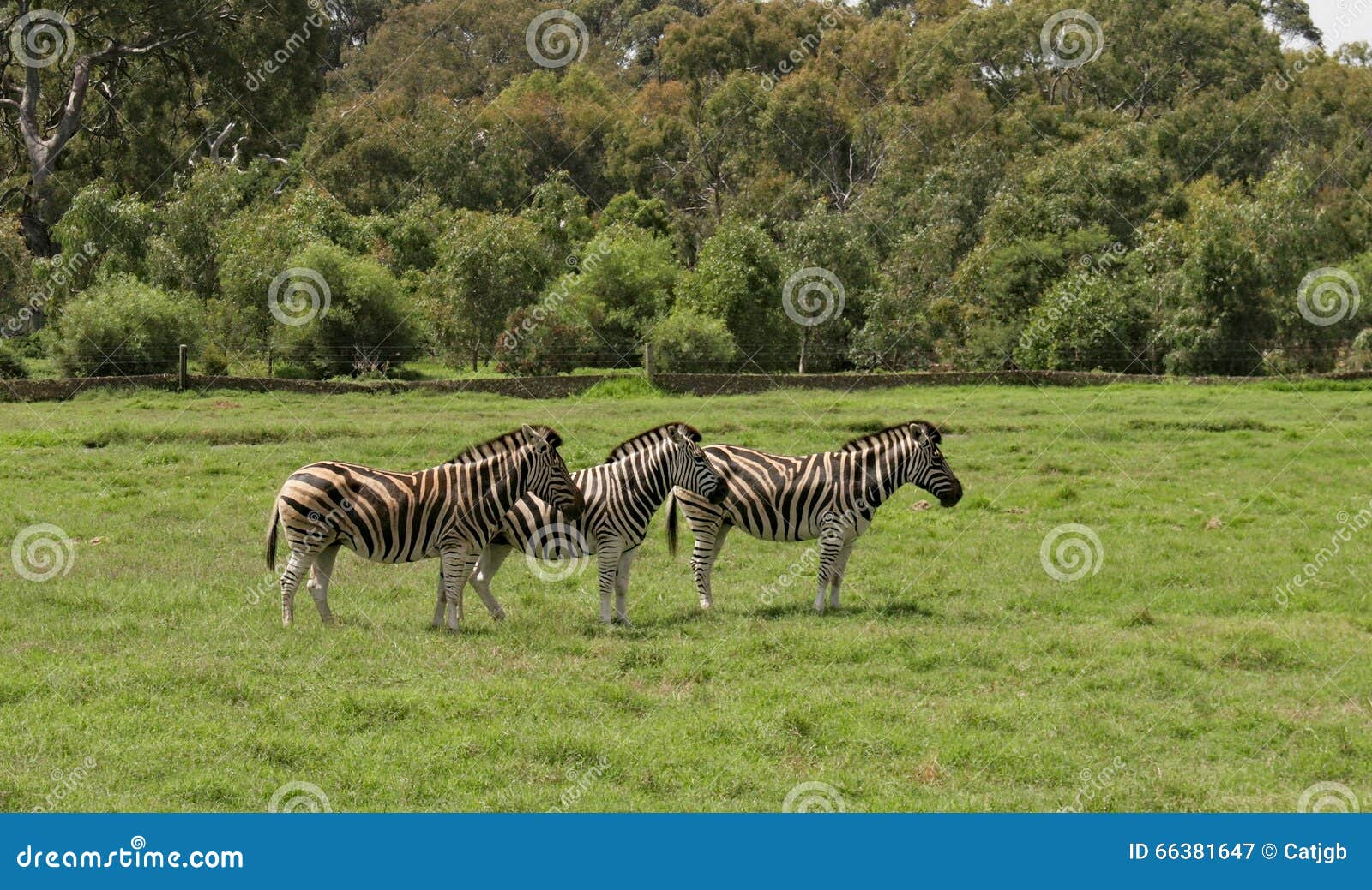 Three Zebras in a Free Range Zoo. Stock Image - Image of animal ...