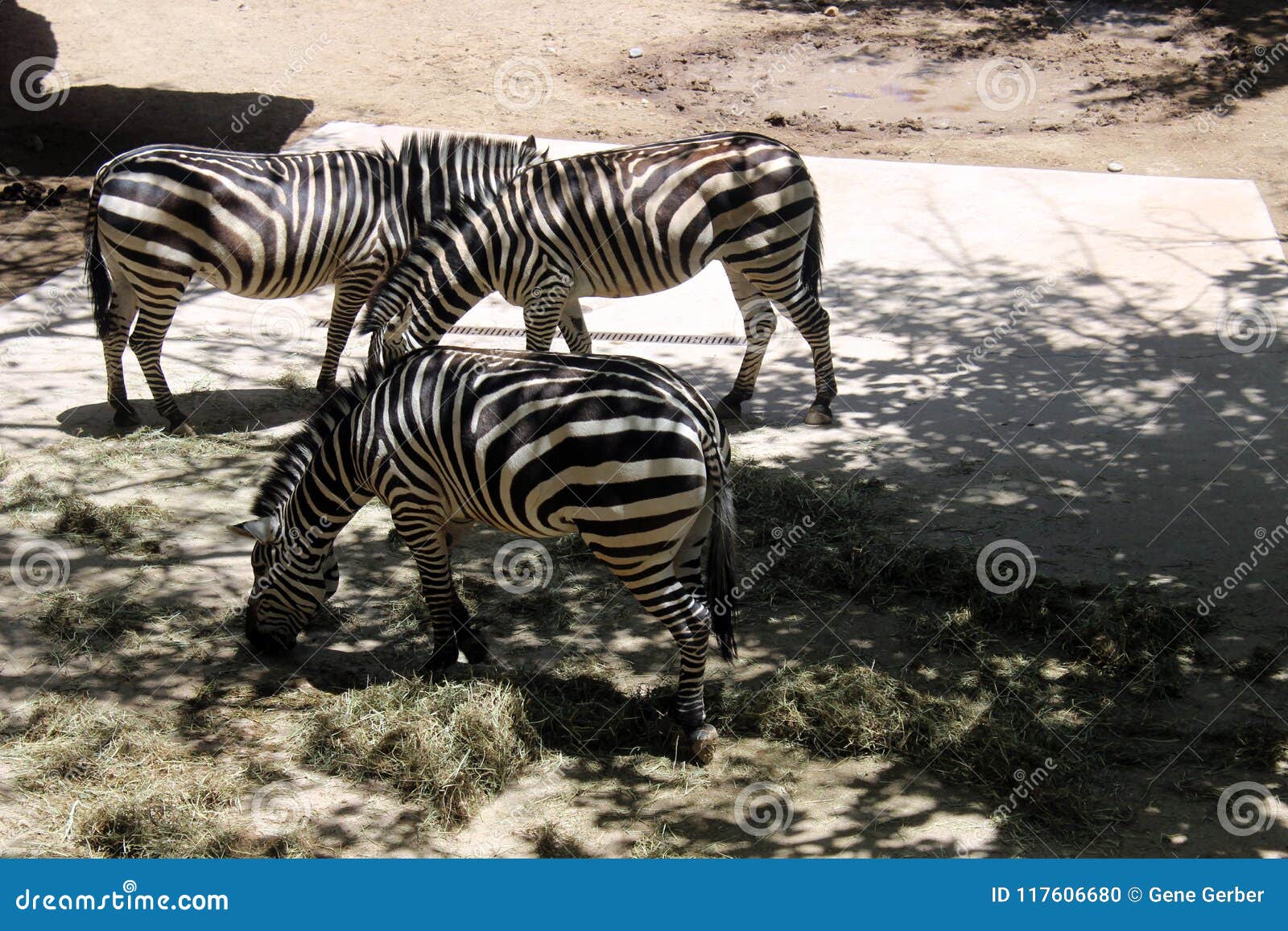 Three Zebras stock photo. Image of ground, sunlight - 117606680