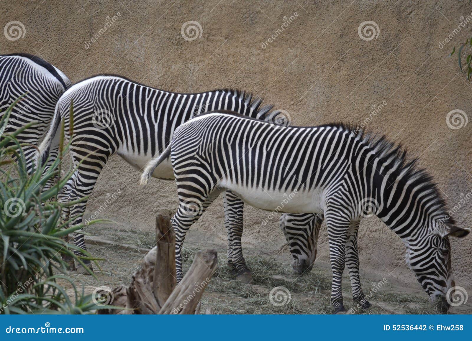 Three Zebras stock photo. Image of stripes, white, wildlife - 52536442