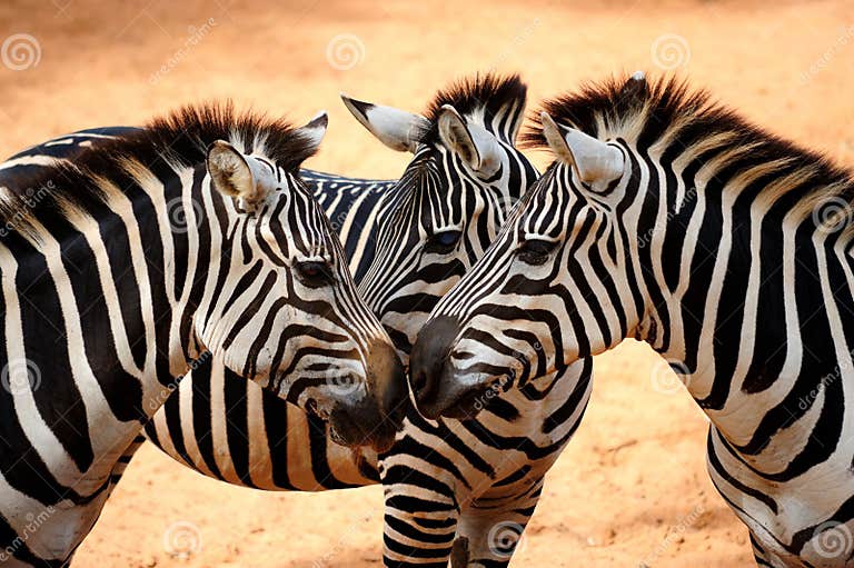 Three Zebras Kissing stock photo. Image of wildlife, zebra - 14891874