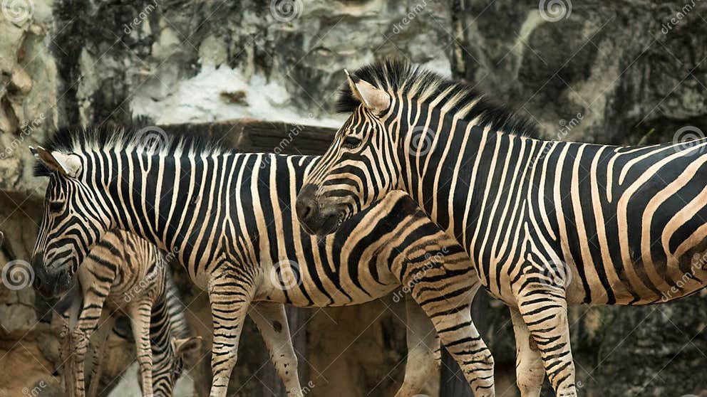 Three zebras. stock image. Image of eyes, face, animal - 127055687