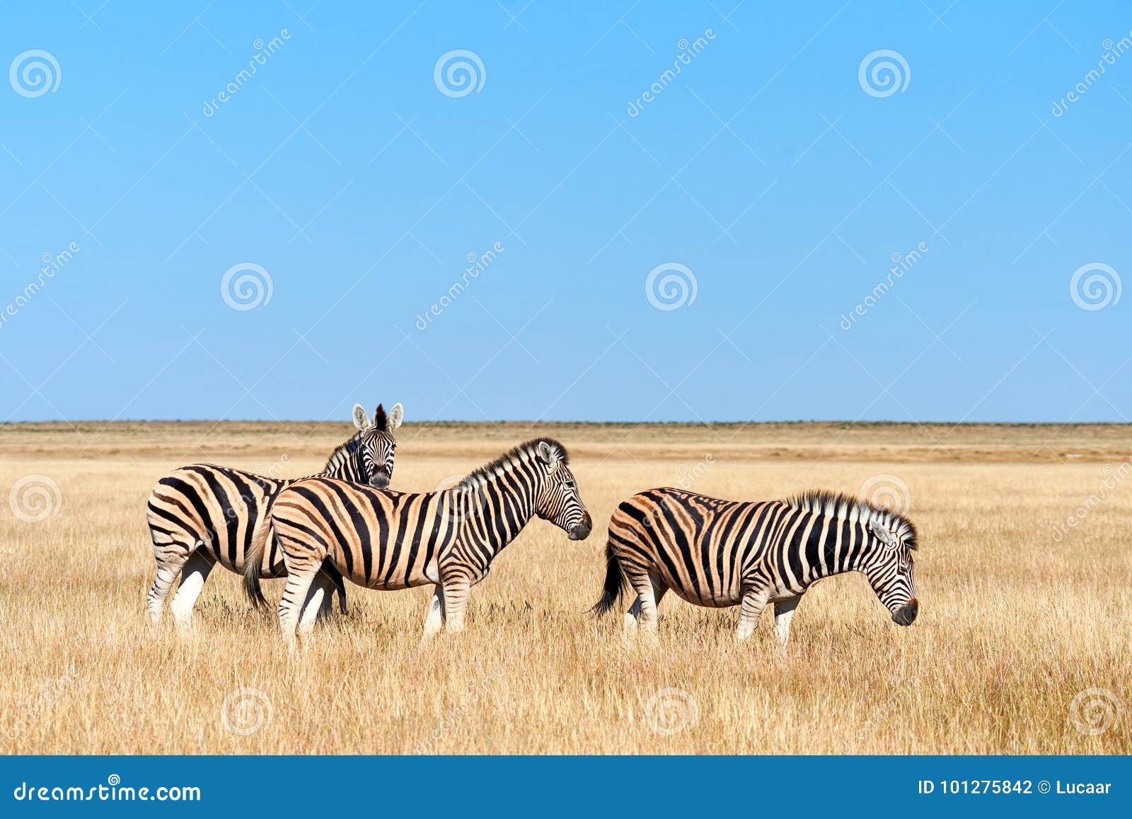 Three Zebras in the Savannah Stock Photo - Image of africa, wildlife ...