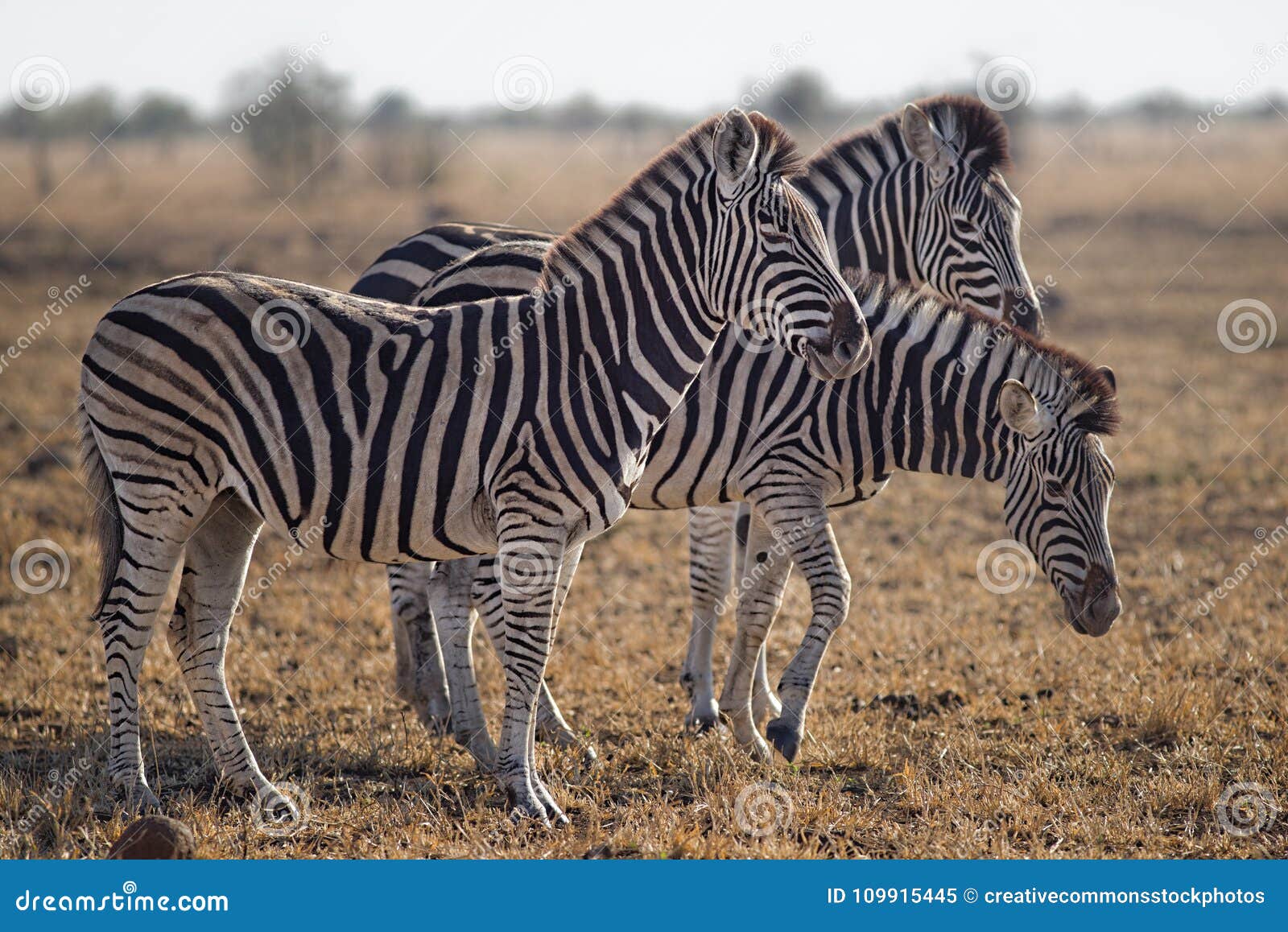 Three Zebras Standing On Green Grass Field Picture. Image: 109915445