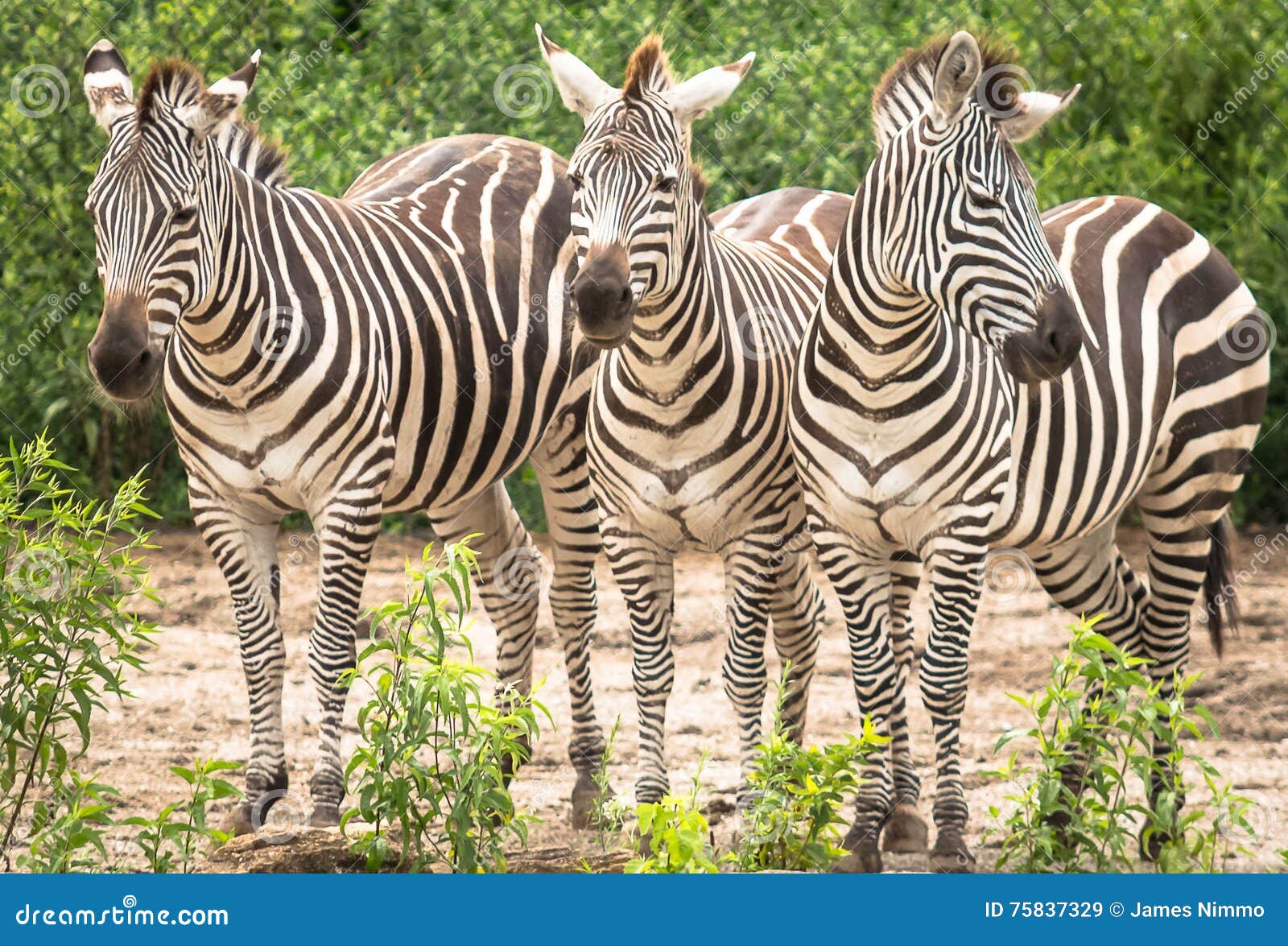 Three Zebras Waiting for Something To Happen Stock Image - Image of ...