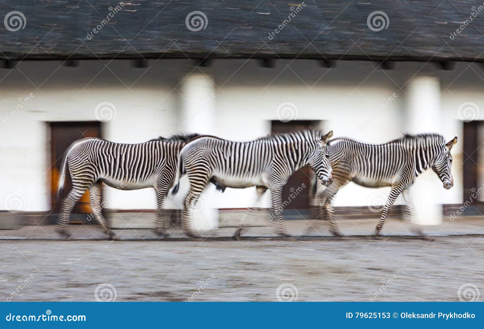 Three Zebras Walk on a Zoo Aviary Stock Image - Image of creature, gray ...