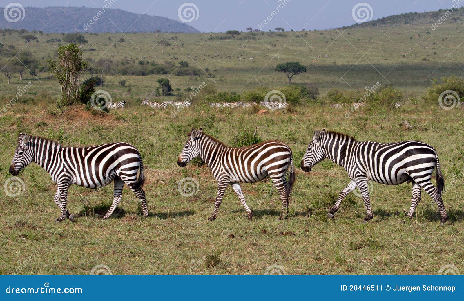 Three Zebras Walking in a Row Stock Image - Image of savannah, zebra ...
